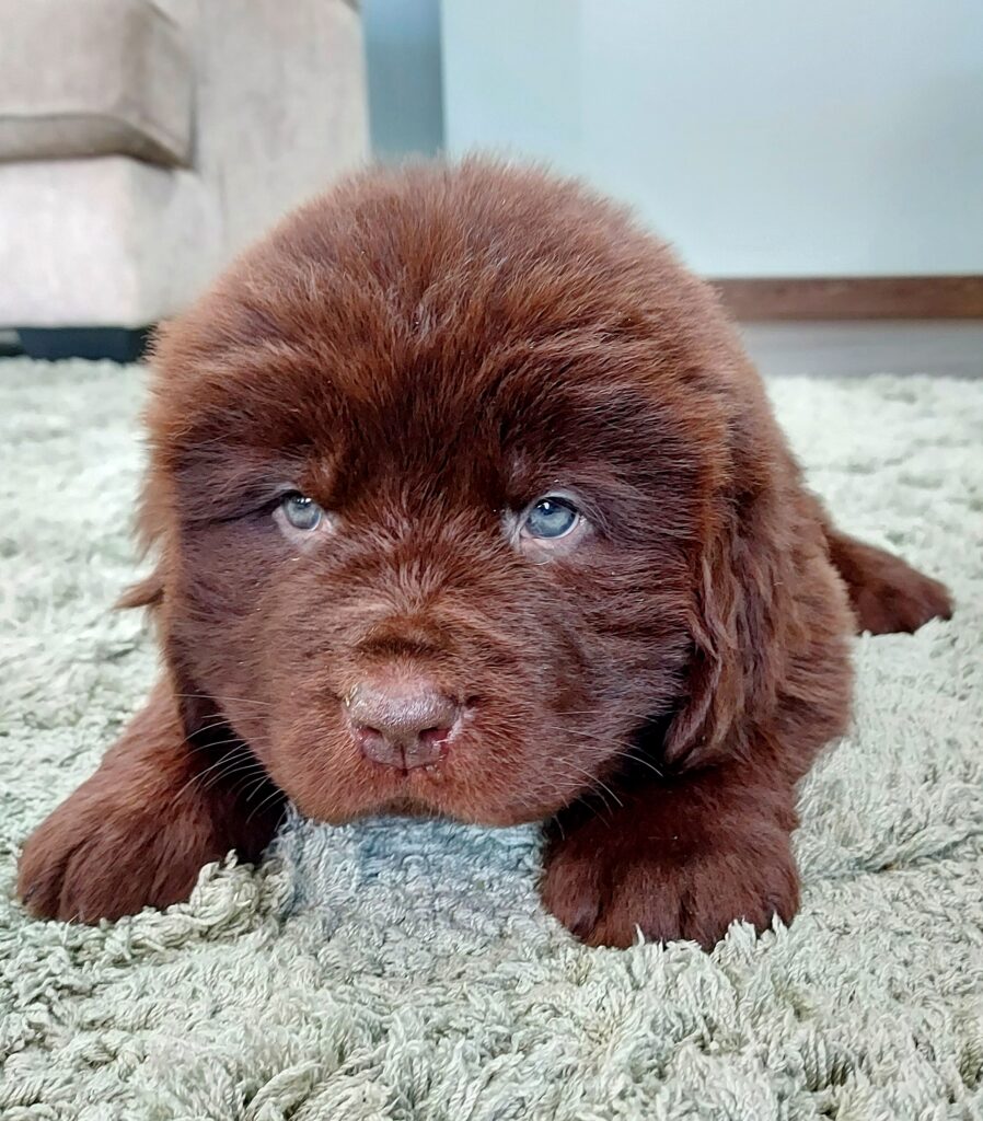 Newfoundland dogs are a good breed for all ages.